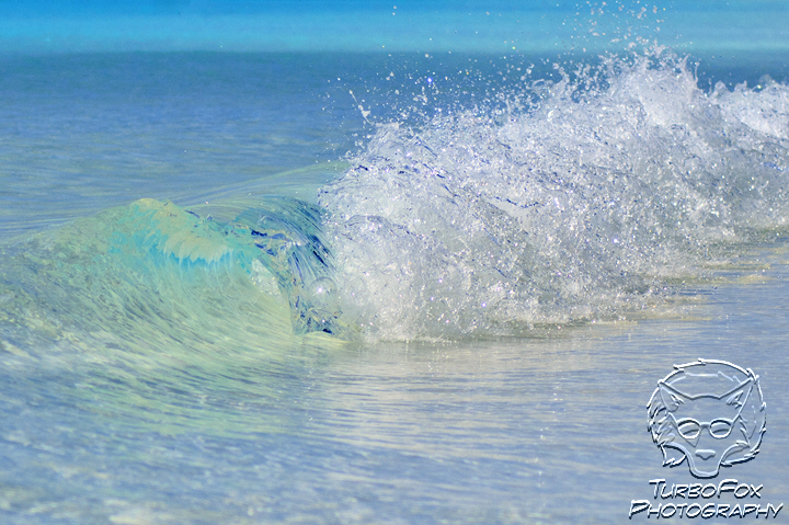 Caribbean Curl - TurboFox Photography